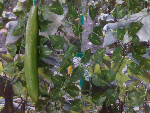 Yolov7 Cucumber1 Object Detection Dataset By Cucumber