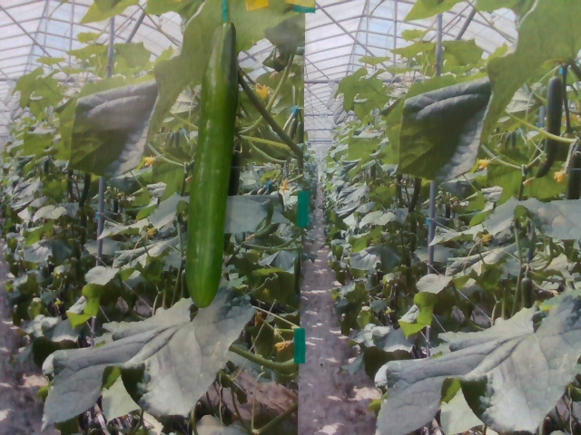 Cucumber Object Detection Dataset By Cucumber