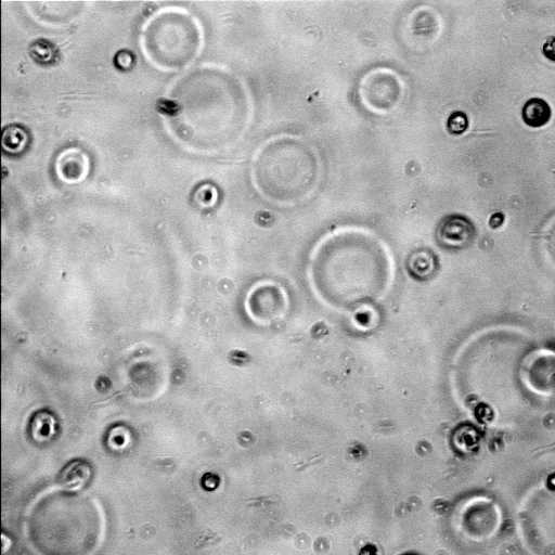 Abc Object Detection Dataset By Algae