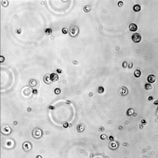 Algae (algae-wr8hn) - Roboflow Universe