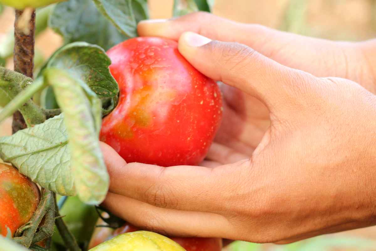 Tomato Object Detection Dataset By Project Qexxh