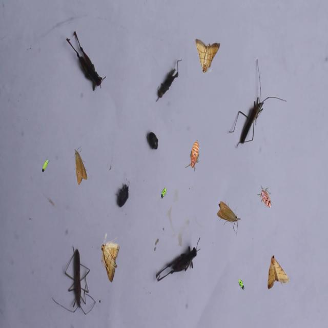 Rice Object Detection Dataset And Pre Trained Model By Rice Pest