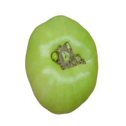 Tomato disease Object Detection Dataset by DSP391mLaboro