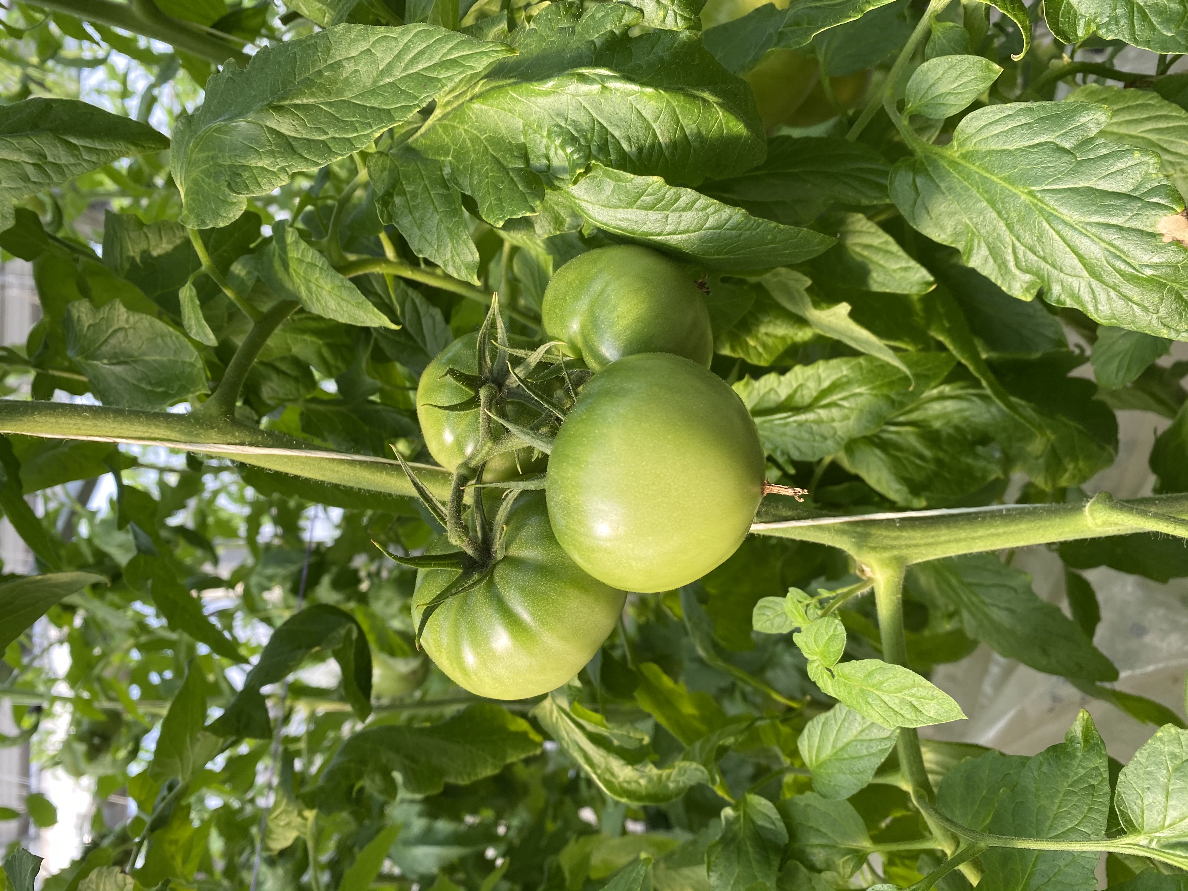 Tomatoes-Farm-Laboro Object Detection Dataset by DSP391mLaboro