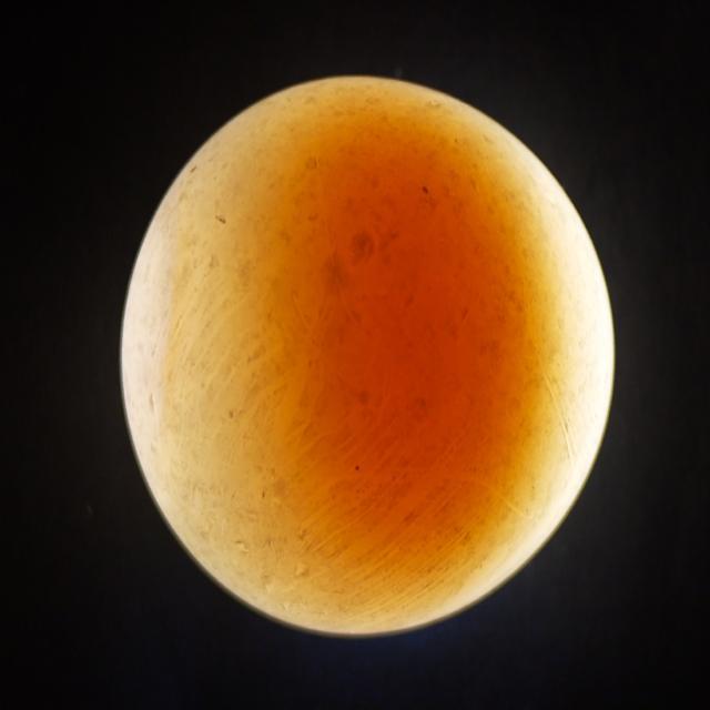 Egg Segmentation Instance Segmentation Model by egg