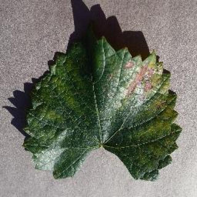 grape-leaf-diseases Object Detection Dataset by trial1
