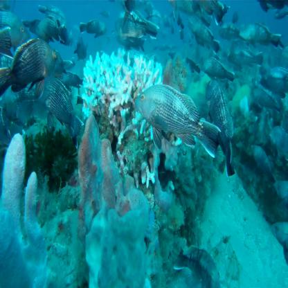 fish detection Object Detection Dataset and Pre-Trained Model by project