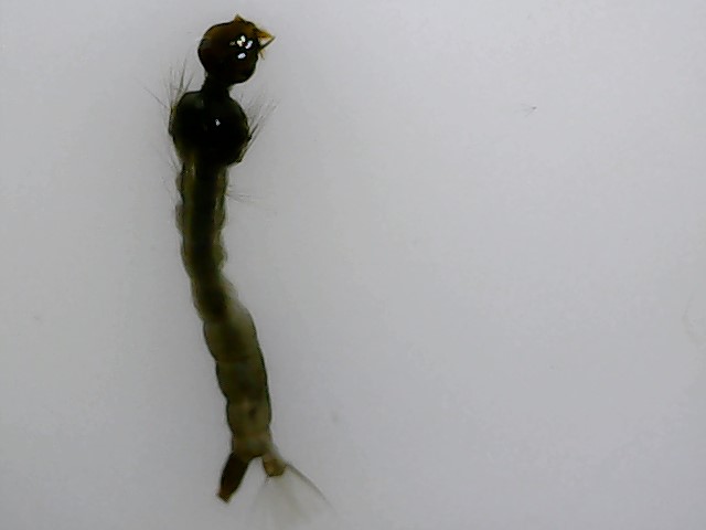 Mosquito Larvae Dataset Object Detection Dataset And Pre Trained Model