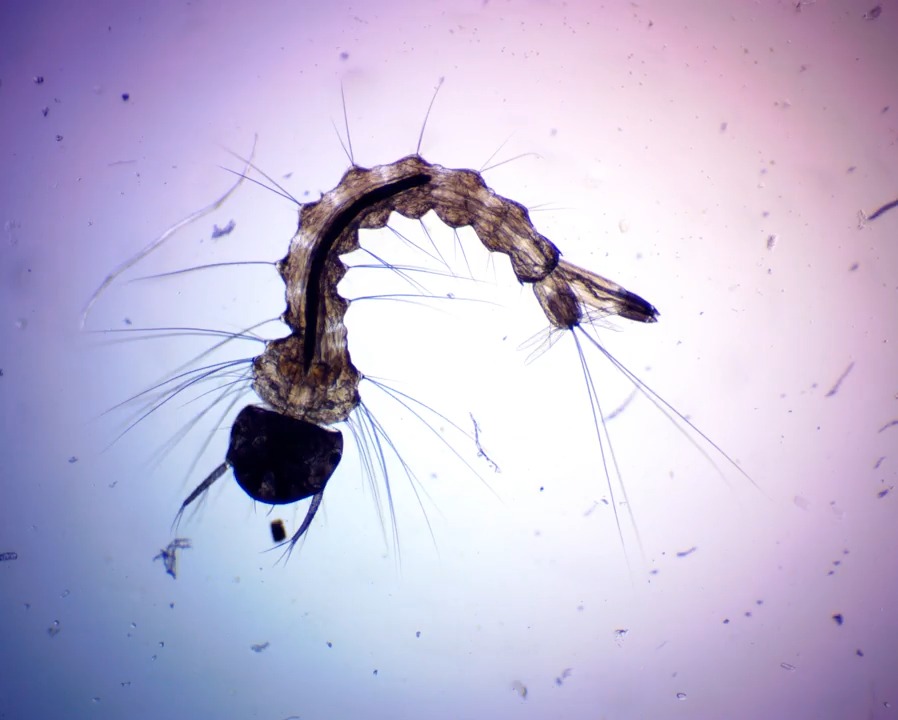 Mosquito Larvae Object Detection Dataset by Thesis