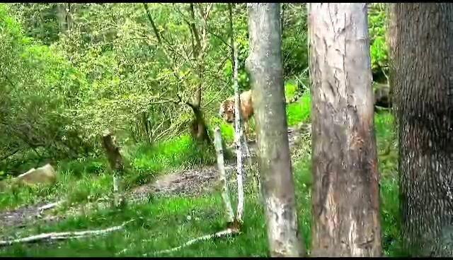 Animal Object Detection Dataset and Pre-Trained Model by Duu