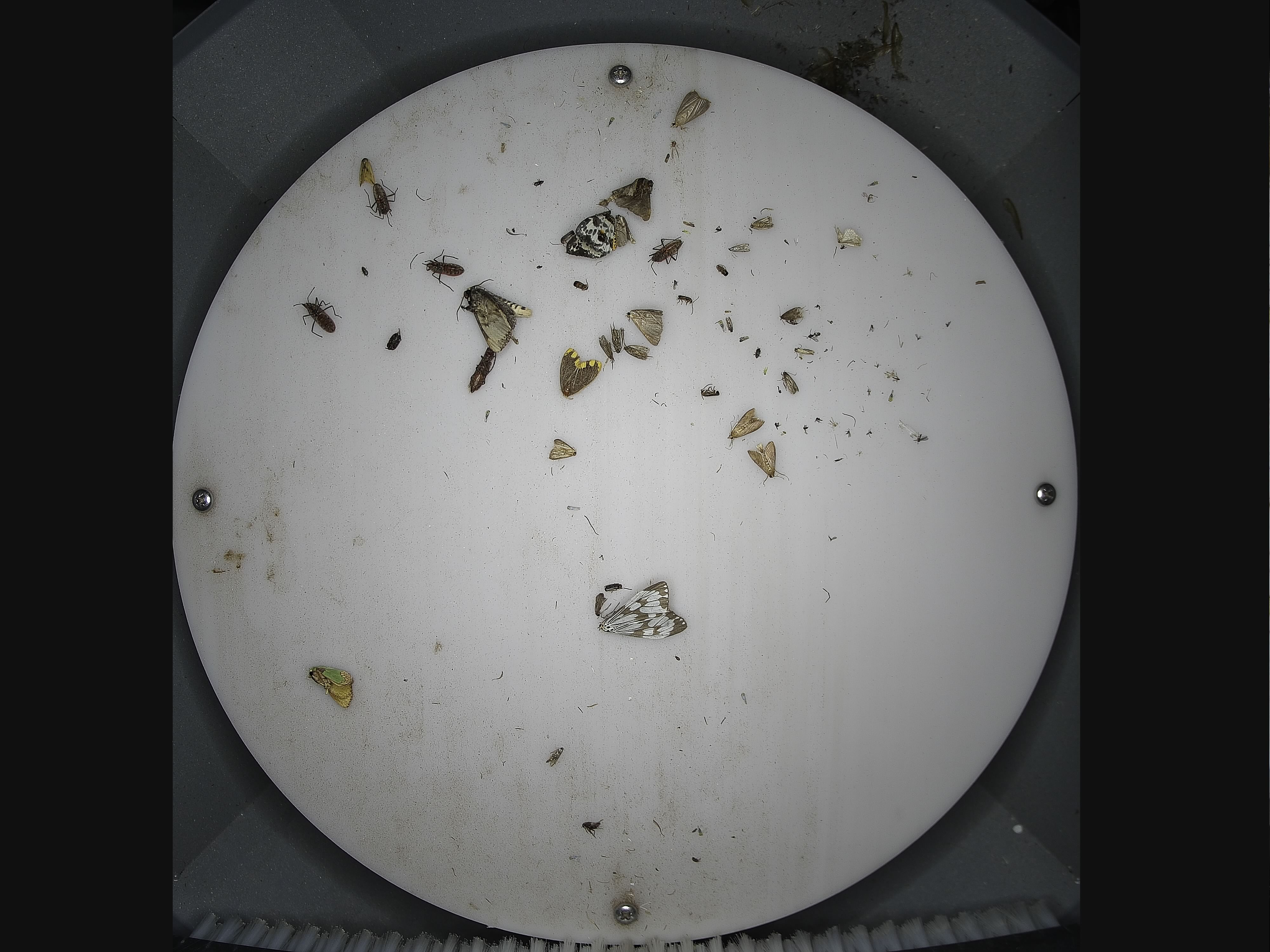 yf_insect 2 Object Detection Dataset by xm