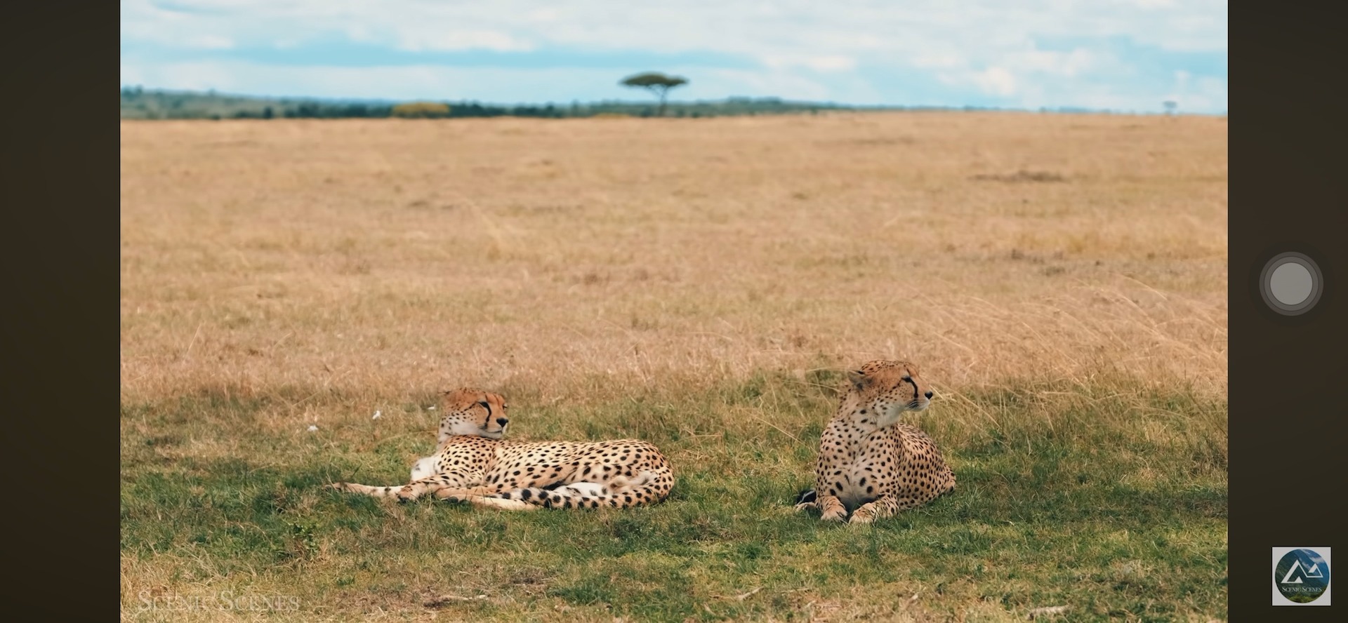 Wild-Animals Object Detection Dataset by CSS1823MartinezMina