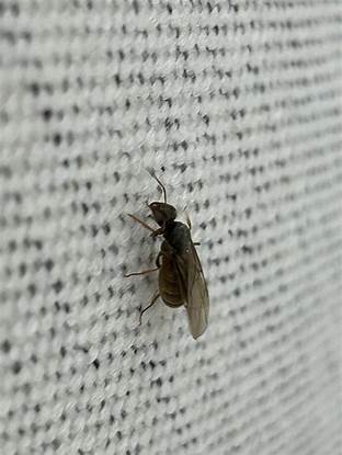 self-labeling Object Detection Dataset by Fruit Flies