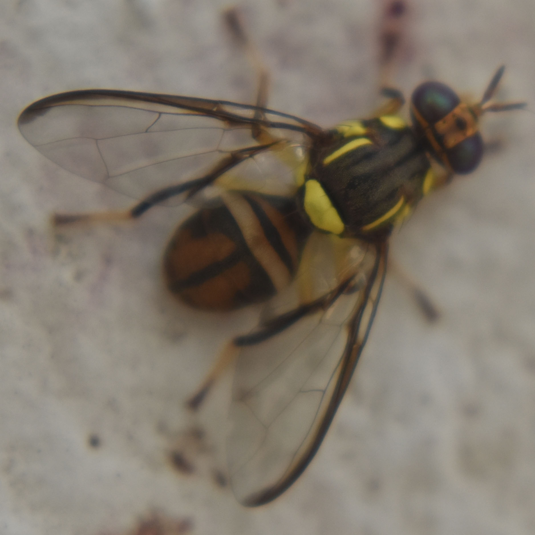 Fruit Fly Tracker Object Detection Dataset by Fruit Flies