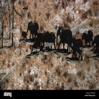 auto-generated-dataset-elephant Instance Segmentation Dataset by hsiadrevell