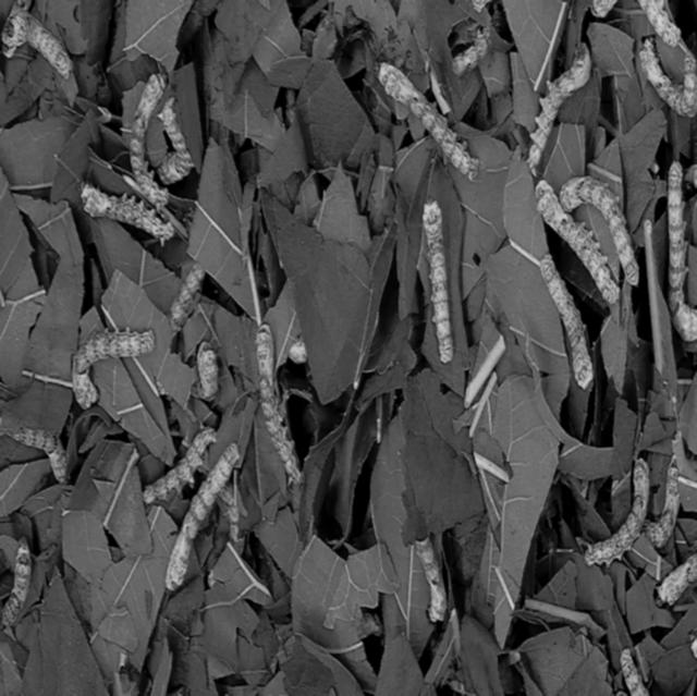 Silkworm Dataset Cv Proj Object Detection Dataset By Shri