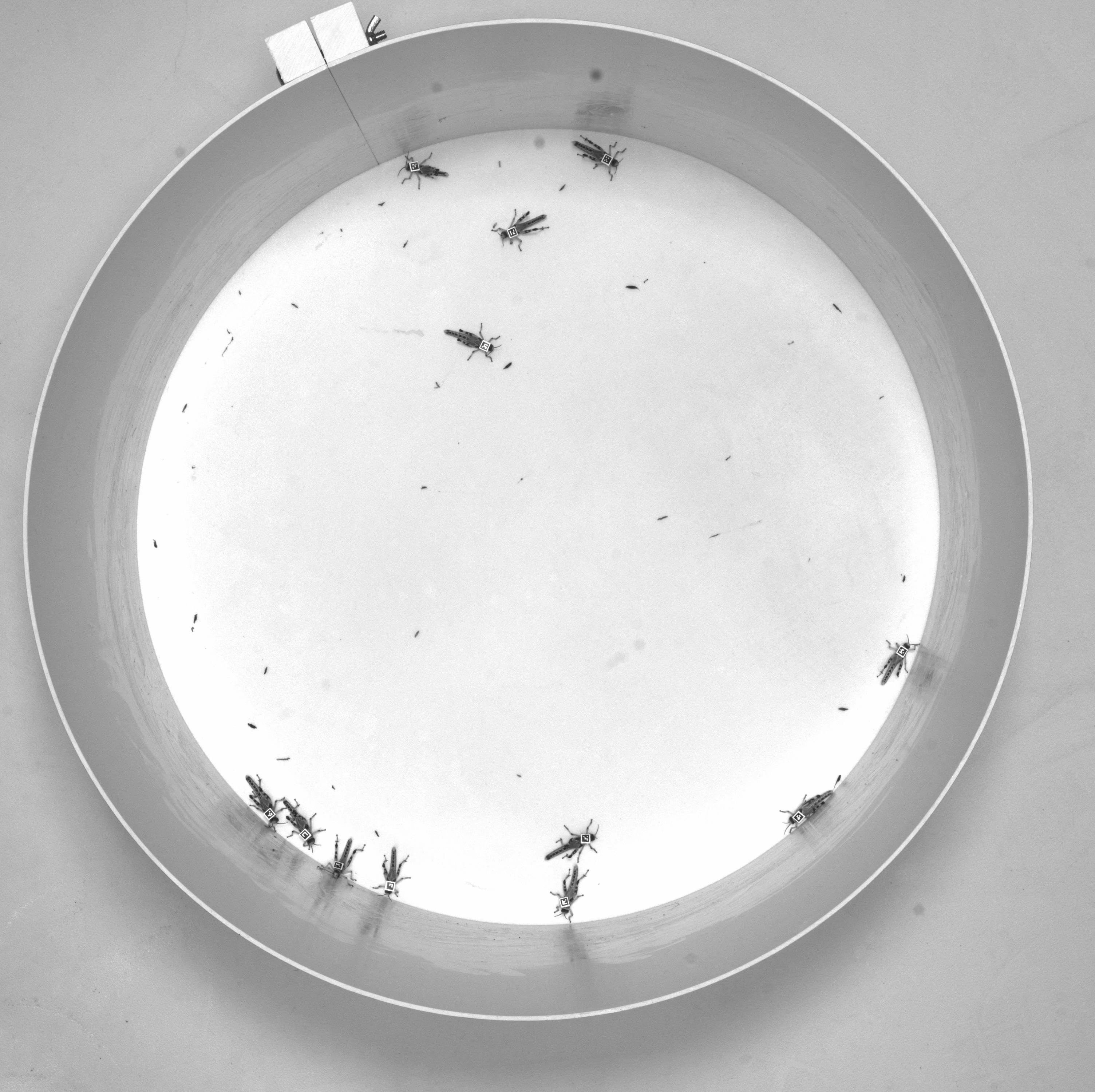 Locuste Keypoint Detection Dataset by goats