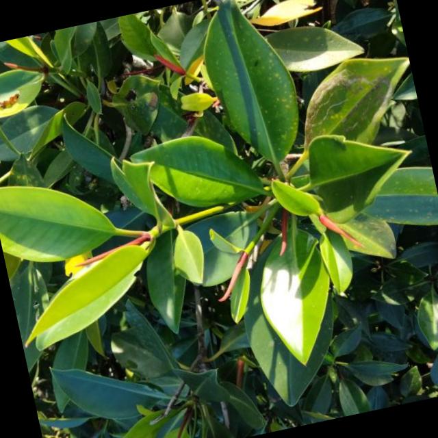 Klasifikasi mangrove Object Detection Dataset and Pre-Trained Model by LatihanYOLO