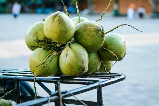 coconut Object Detection Model by Home