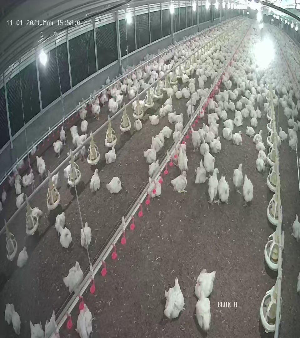 A Few Chickens Object Detection Dataset By Terior