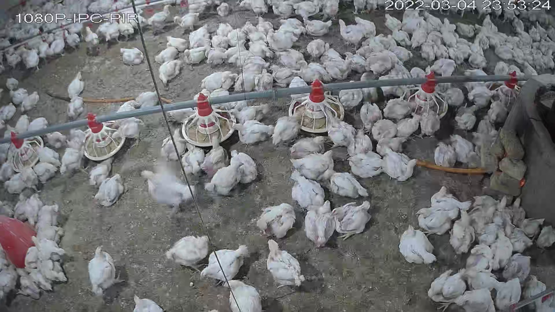 ultimate chicken groups Object Detection Dataset by Terior