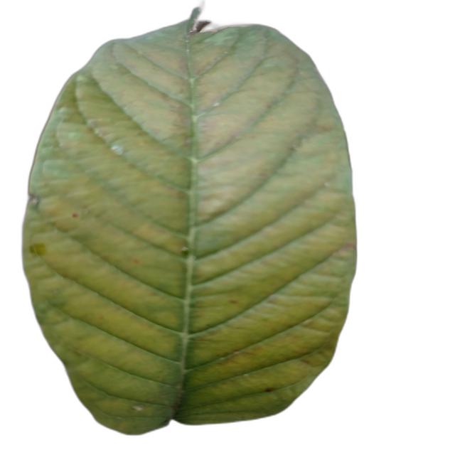 guava Object Detection Dataset by guru