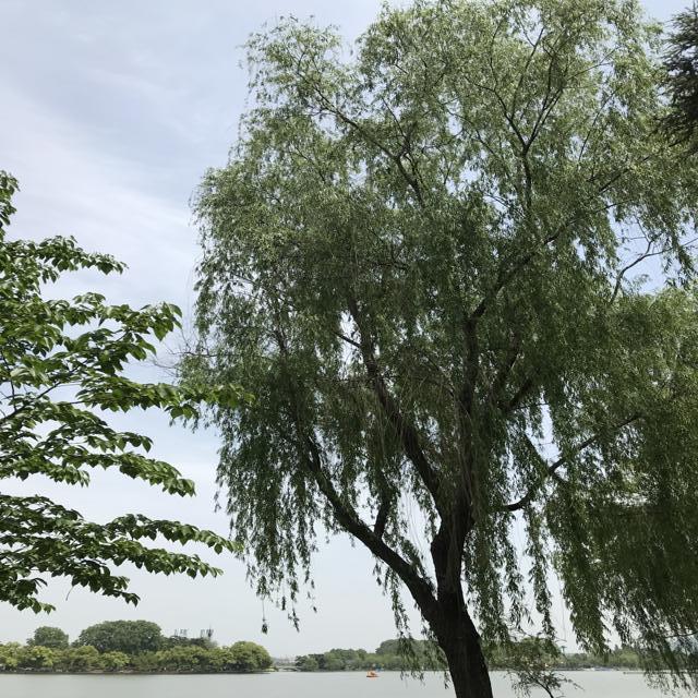 tree Object Detection Dataset by tree