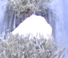 Dock Leaf Object Detection Dataset by annabell.mears@students.plymouth ...