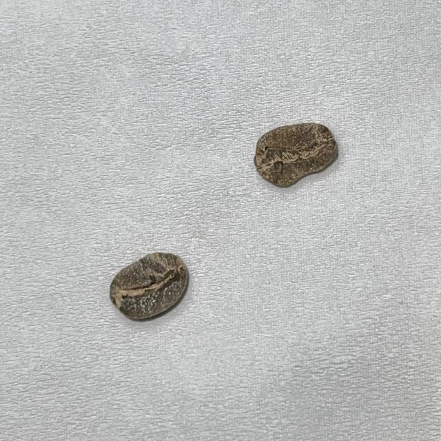 green-coffee-bean-defect Object Detection Dataset by Coffee adik