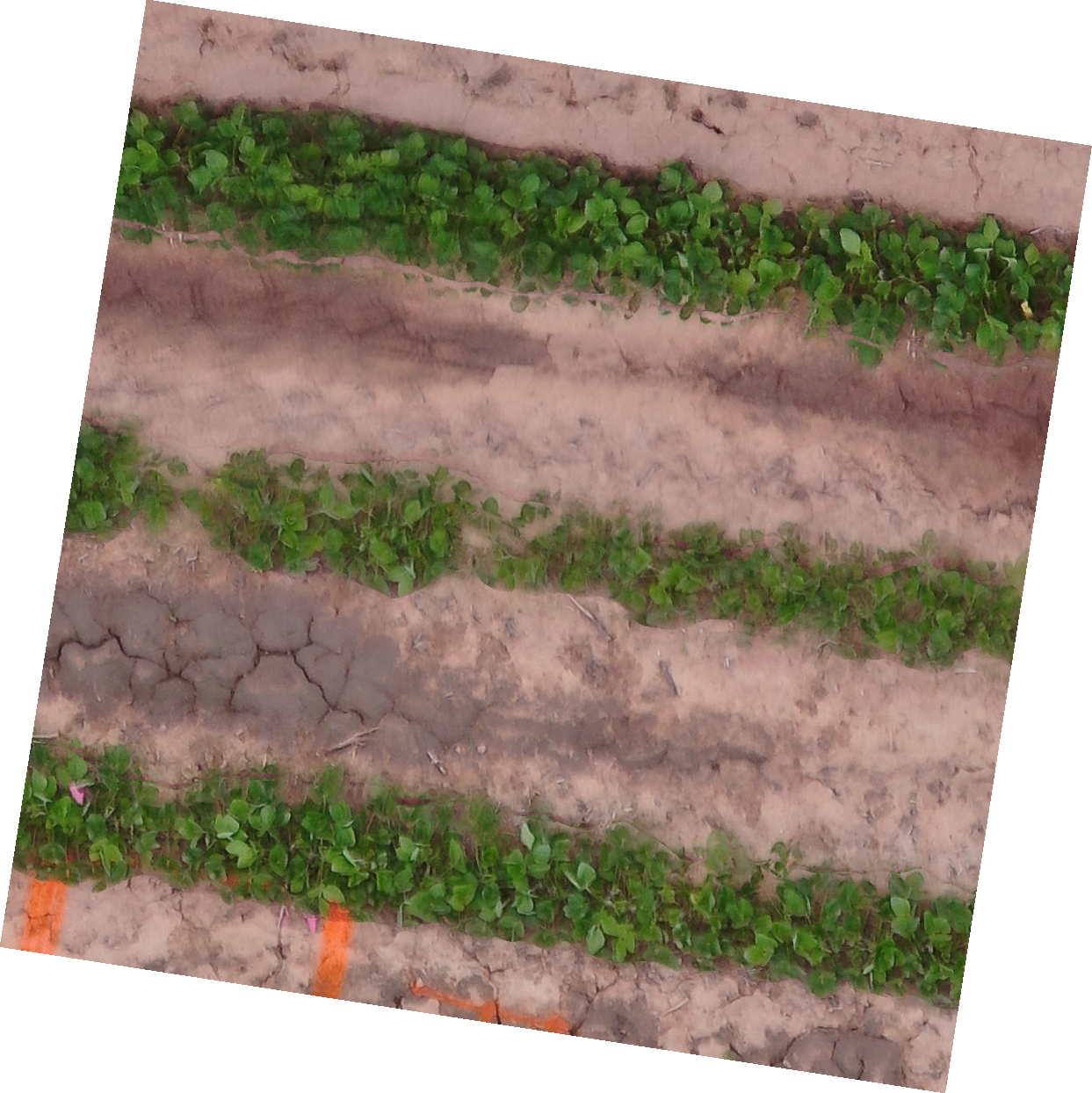 Soybeanweeds Object Detection Model By Yaohui