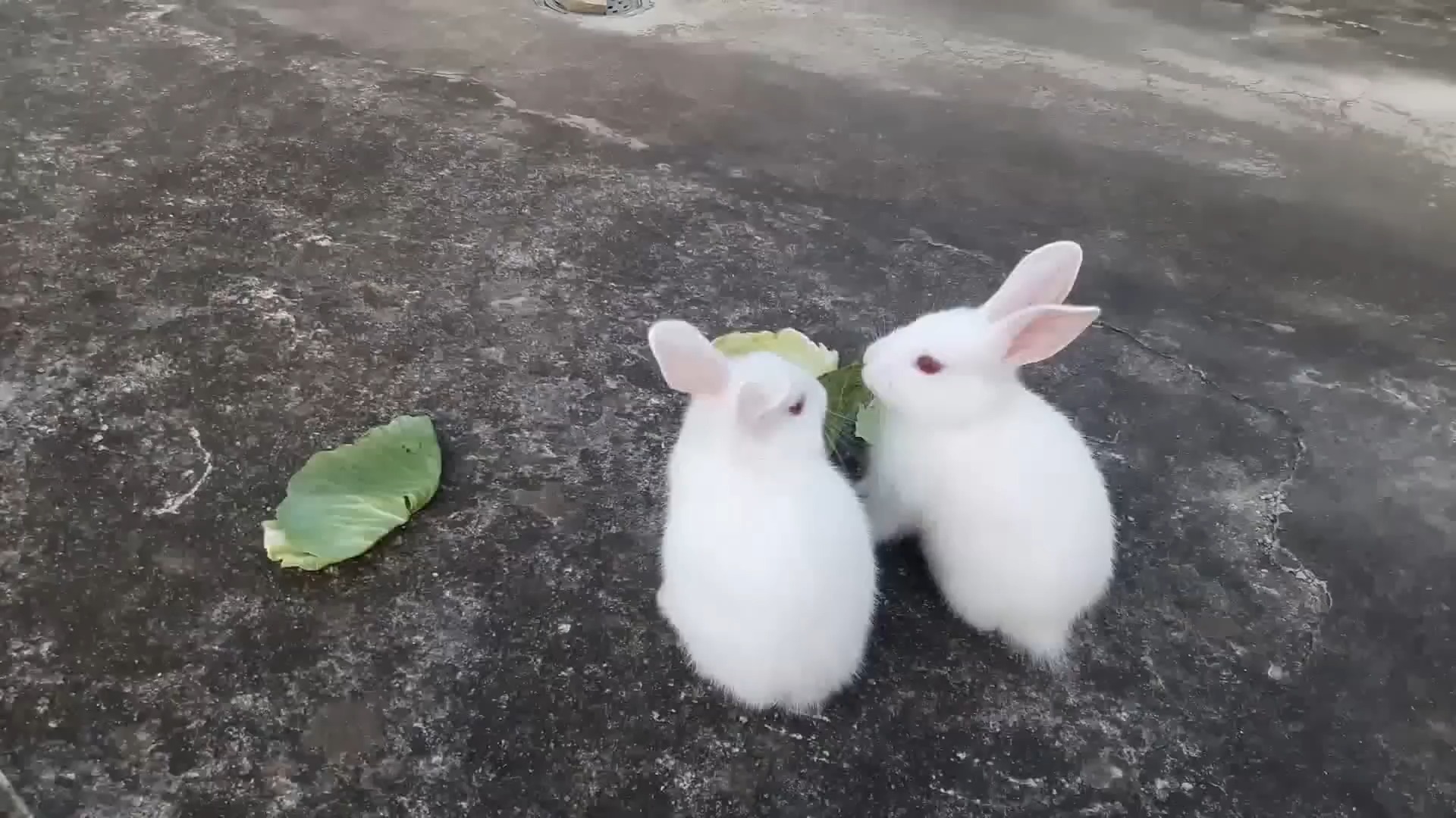 animal detection Object Detection Dataset and Pre-Trained Model by drones detection