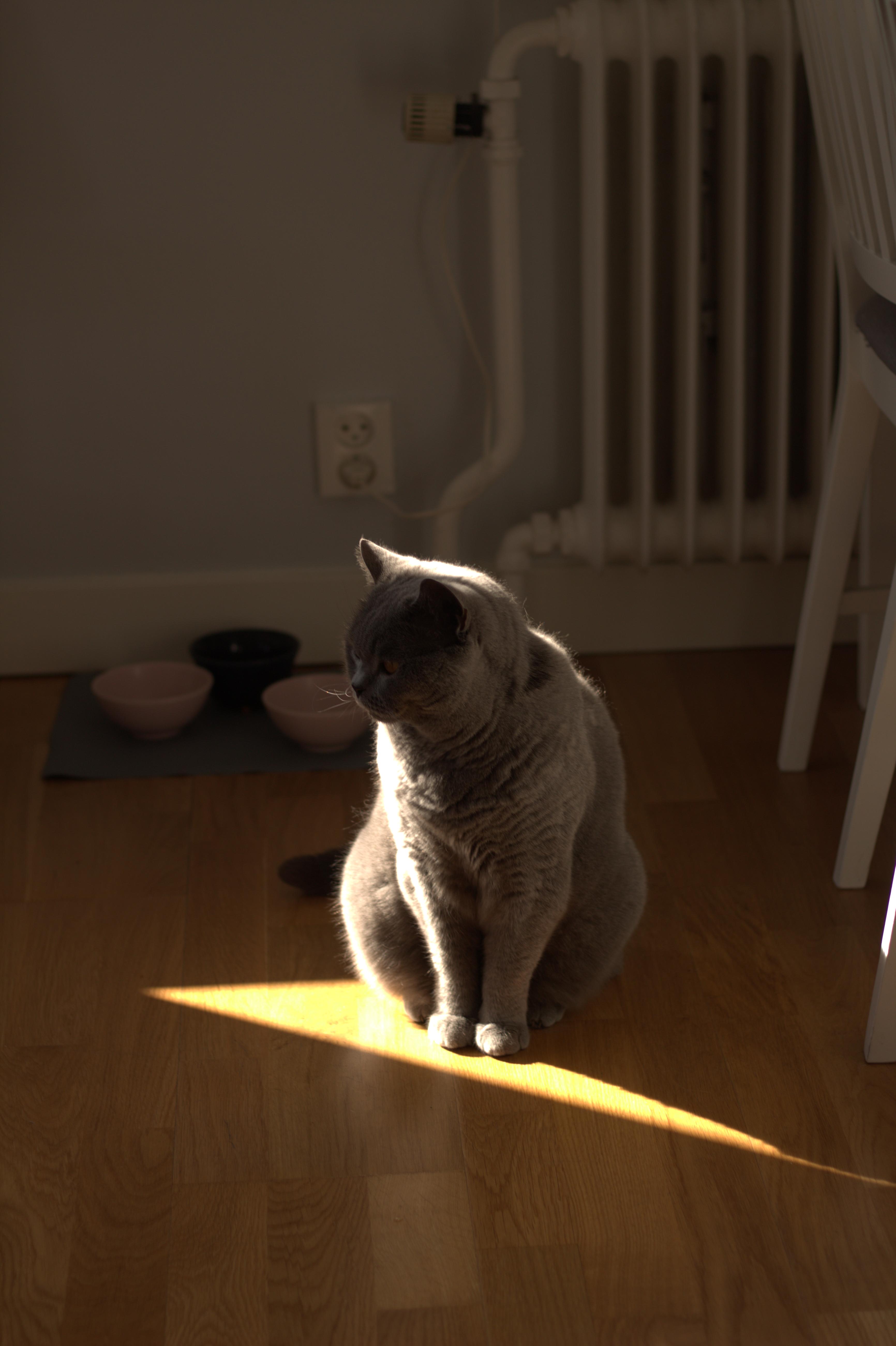 Cat Identifier Object Detection Dataset by My workspace cs2