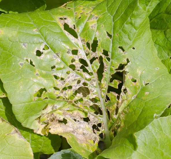Disease Detection Plants Roboflow Universe