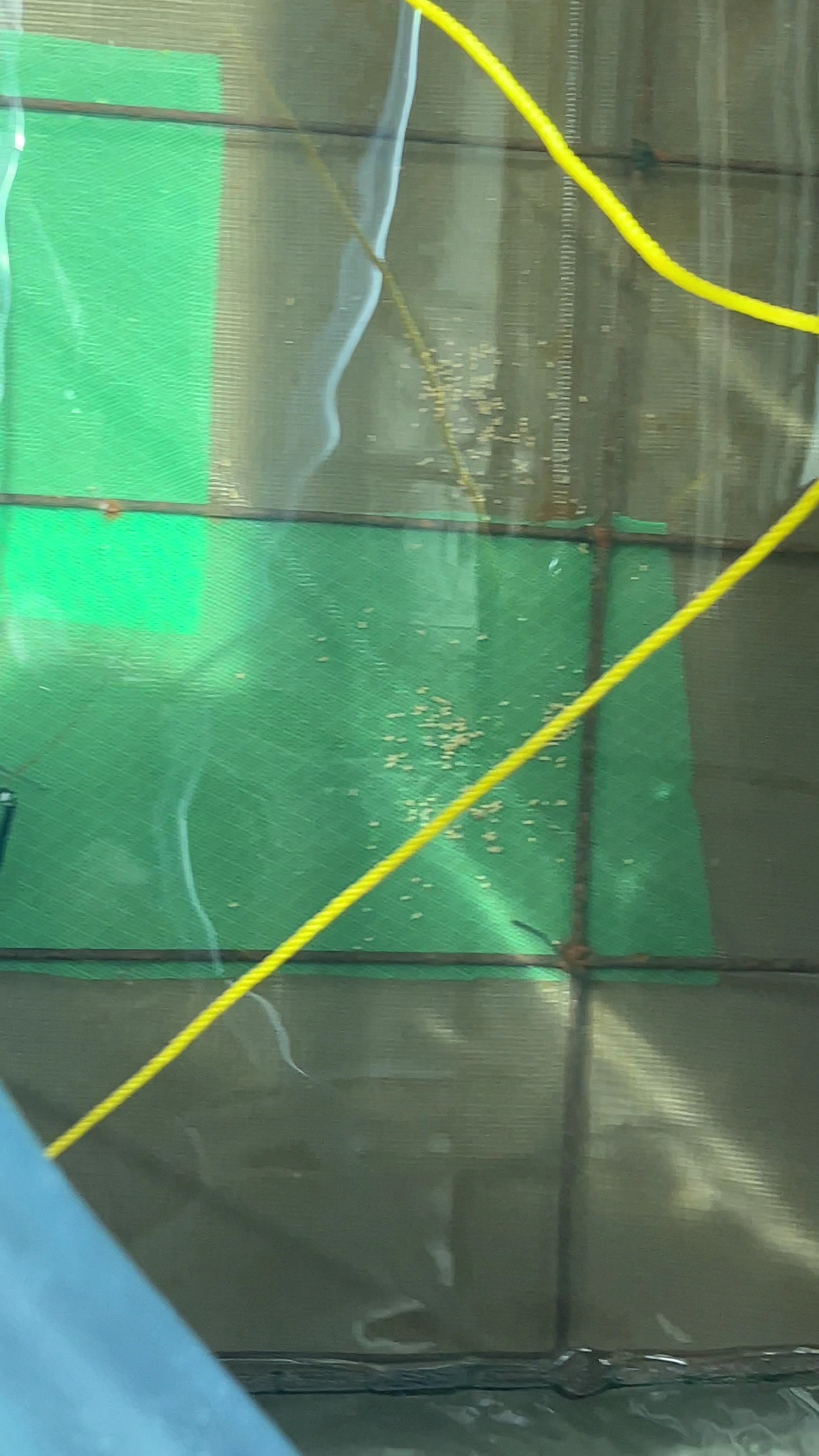Prawn And Feed Detection Object Detection Dataset And Pre Trained Model