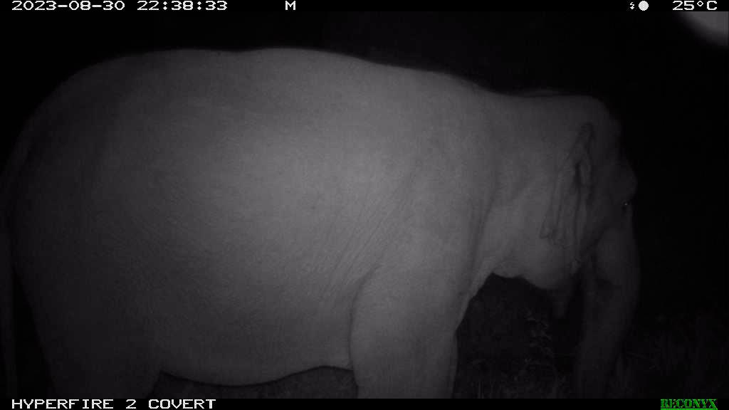 New Elephant - Roboflow Universe