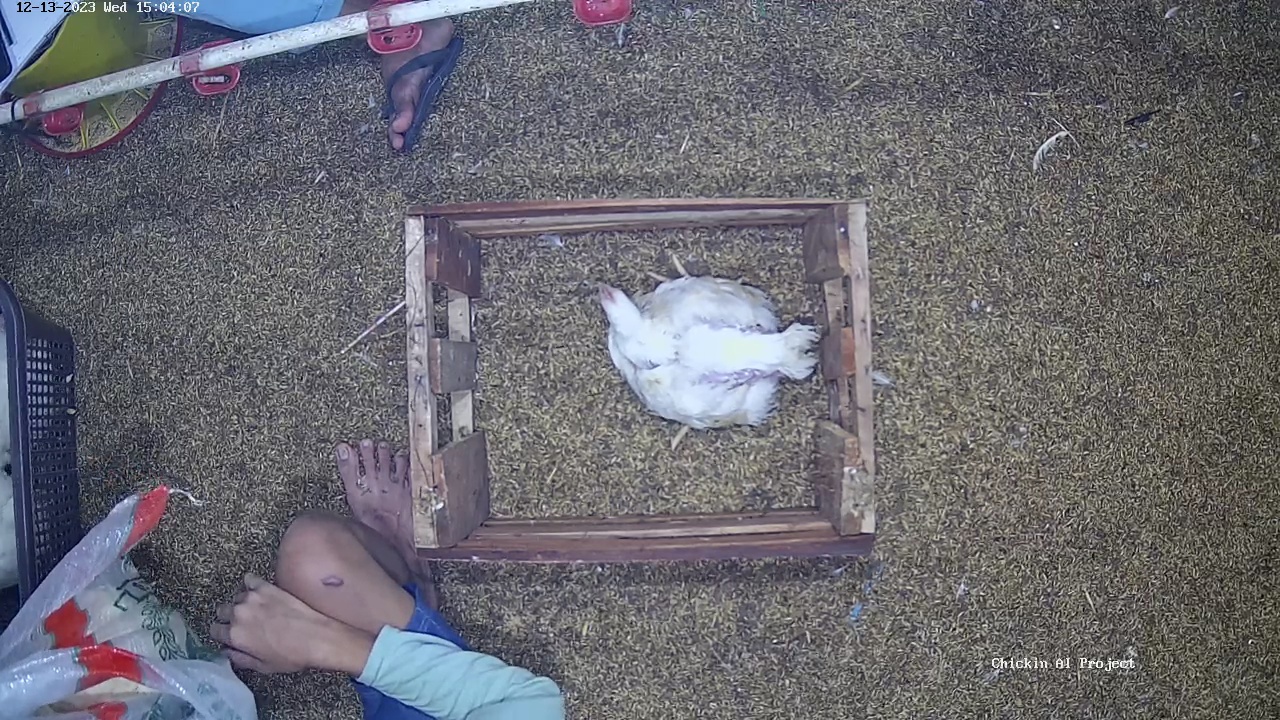 Chicken Object Detection Dataset By Abdan Subekti