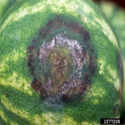 Fruit Disease Object Detection Model by College