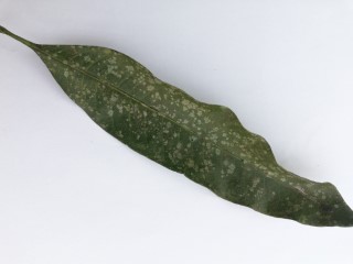 Mango Object Detection Model by Marigold