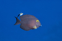 fish-detection-4 Object Detection Dataset by Fish