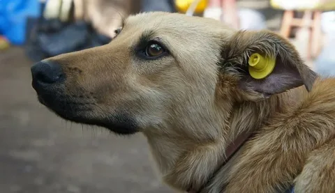 Chipped dogs Object Detection Model by Letters