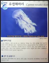 jelly fish Object Detection Dataset by honors