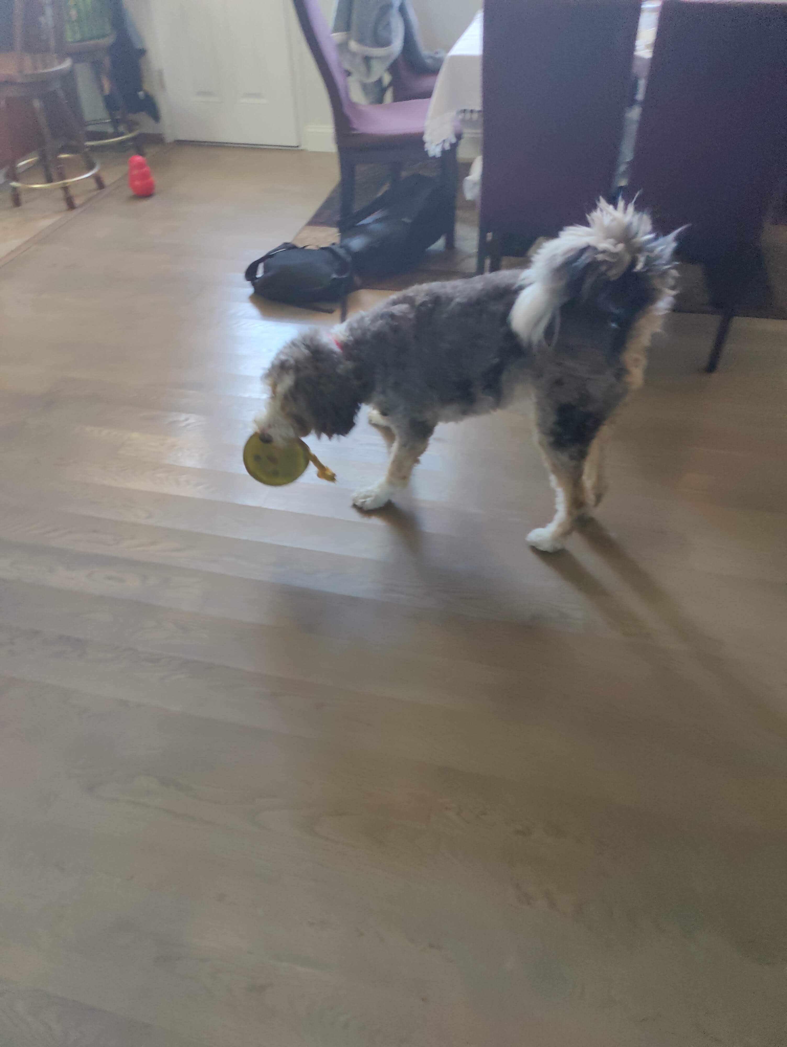 Simba Detection Object Detection Model by Camera