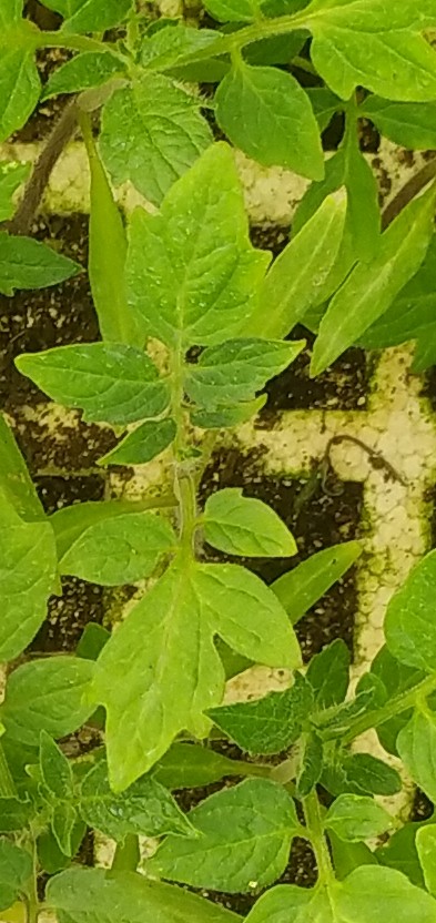 growth_tomato Object Detection Dataset and Pre-Trained Model by ojb