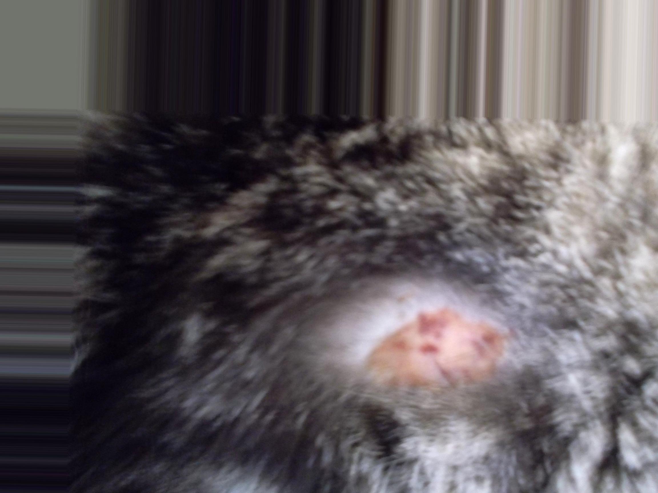 Feline Health Conditions Dataset Object Detection Dataset by MyWorkspace