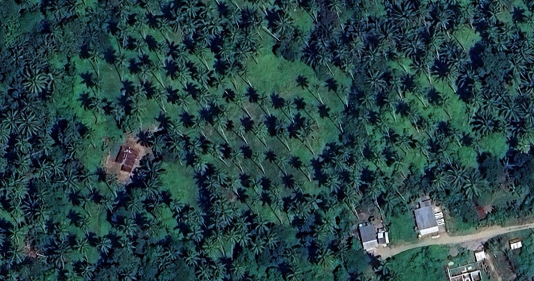 Coconut Tree Counting Roboflow Universe