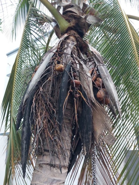 Coconut Tree Disease Object Detection Model By Mayhoc
