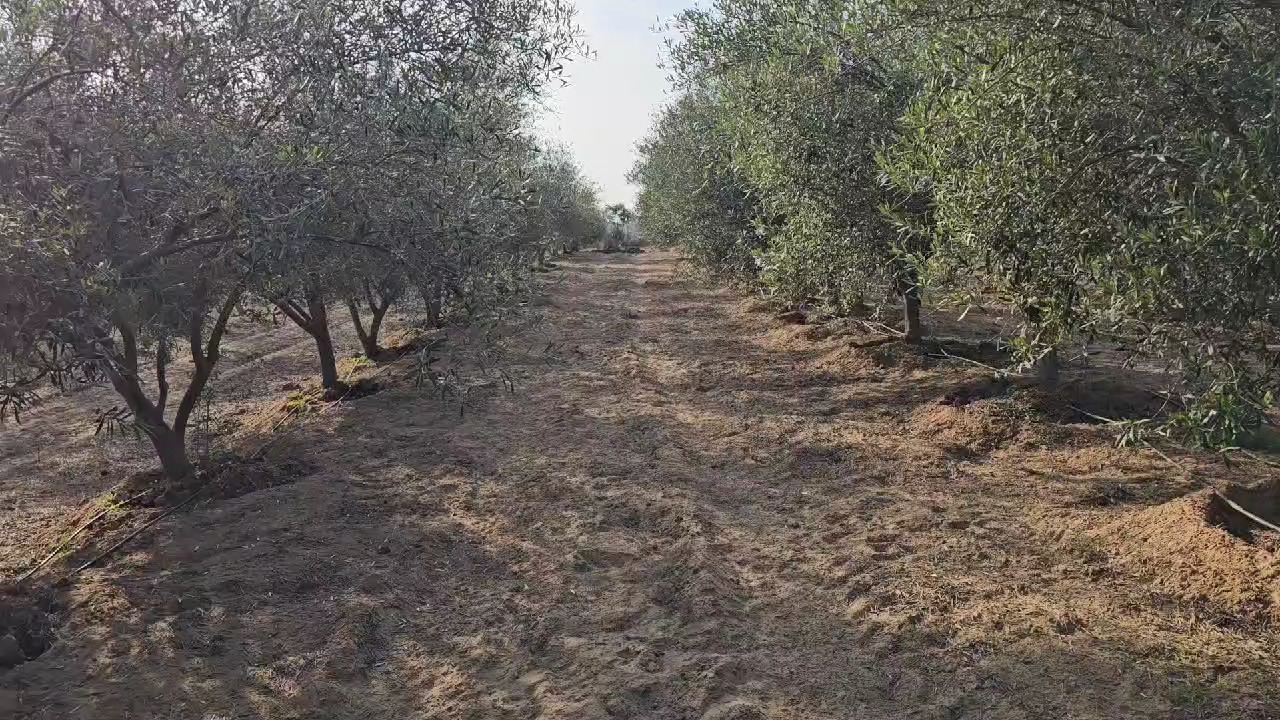 Tree Detection Object Detection Dataset By Steflen 9637