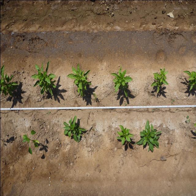 Weed Detection Object Detection Dataset And Pre Trained Model By Machine Learning