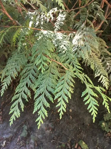 Tree Leaf Identification Classification Dataset and Pre-Trained Model ...