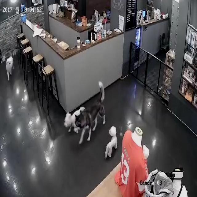 dog-detection Object Detection Dataset by jeongWorkspace